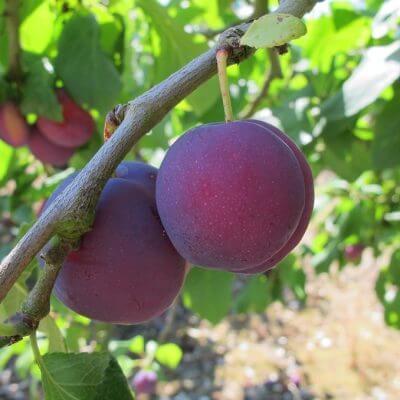 Slivky, ringloty a mirabelky