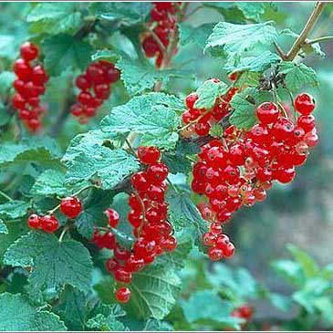 Ríbezle červené Red Lake kmenný tvar s korunkou