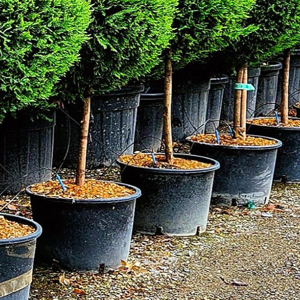 Cyprusovec leylandský Gold Rider na kmienku, tvar guľa. Cupressocyparis ...