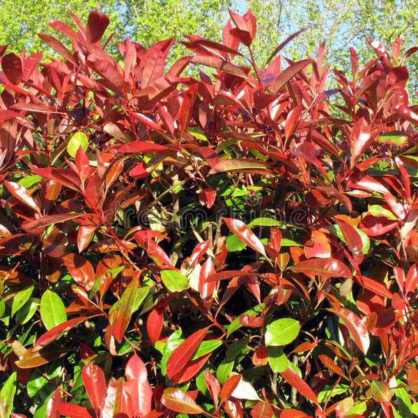 Fotínia fraseri Chico. Photinia fraseri Chico.