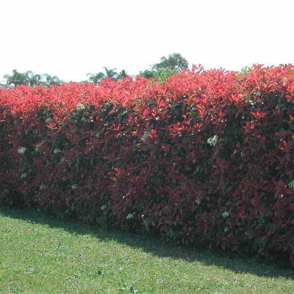 Fotínia fraseri Little Red Robin, Malá červienka. Photinia fraseri ...