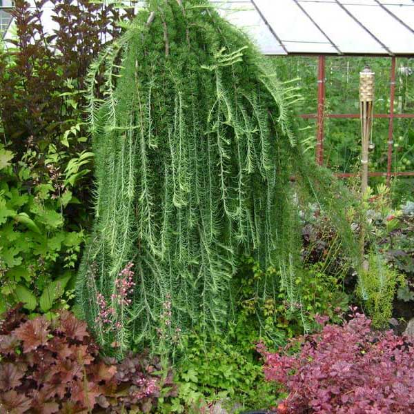 Smrekovec japonský Stiff Weeper. Larix kaempferi Stiff Weeper.