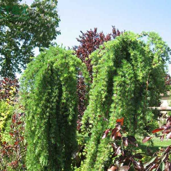 Smrekovec japonský Stiff Weeper. Larix kaempferi Stiff Weeper.